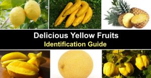 21 Types of Yellow Fruits with Their Name and Picture (Identification)