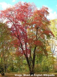 121 Types of Trees (With Pictures and Names) - Identification Guide