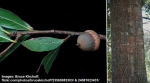 49 Types of Oak Trees (with Pictures): Identification Guide