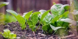 Types of Green Vegetables With Their Name and Picture - Identification ...