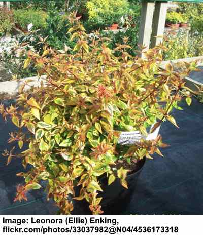 20 Small or Dwarf Evergreen Shrubs For Full Sun (With Pictures ...