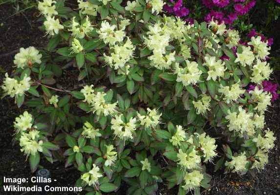 20 Small or Dwarf Shrubs (With Pictures) - Identification Guide