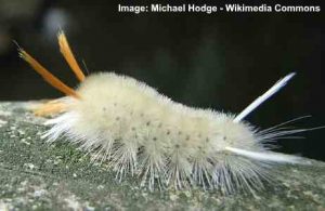 19 Types of Hairy Caterpillars (With Pictures) - Identification Guide