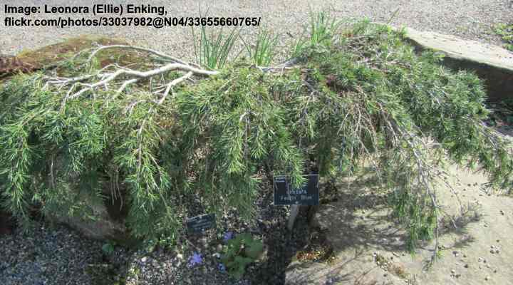 20 Small or Dwarf Evergreen Shrubs For Full Sun (With Pictures ...