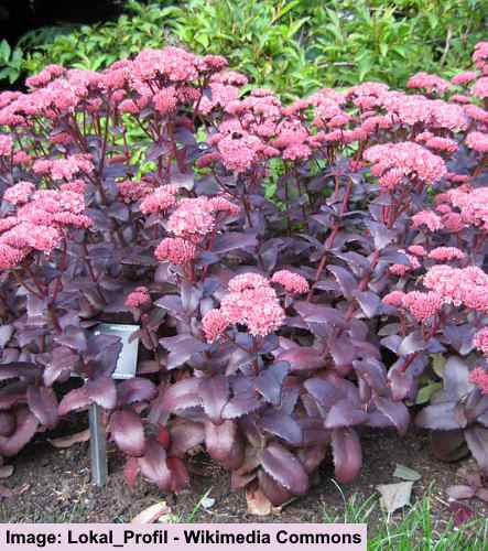 35 Purple Leaf Plants: Visual Identification Guide with Pictures