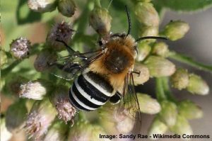 Black and White Bees, Wasps and Hornets (With Pictures) - Identification