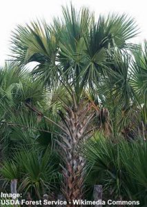 12 Texas Palm Trees (With Pictures) - Identification Guide