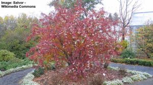 Rowan: Trees, Berries, Flowers. Leaves, Bark - Pictures and ...