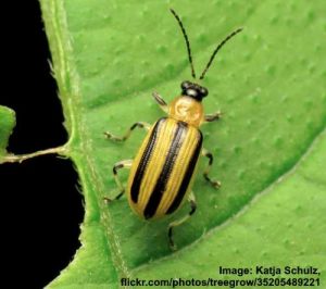 Types of Yellow Beetles (With Pictures) - Identification Guide