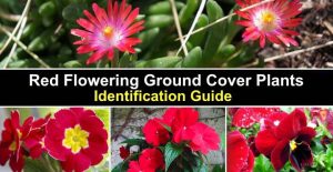 25 Ground Cover Plants With Red Flowers (With Pictures ...