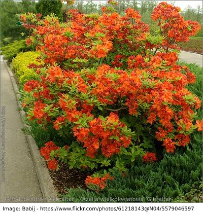 20 Orange Flowering Shrubs (with Pictures): Identification Guide