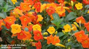 87 Flowering Shrubs (with Pictures): Identification Guide