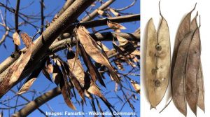 Types of Tree Seed Pods - Identification Guide With Pictures