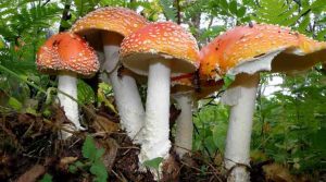 14 Types of Orange Mushrooms (with Pictures) : Identification Guide