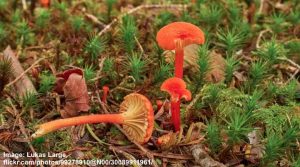 14 Types of Orange Mushrooms (with Pictures) : Identification Guide