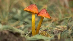 14 Types of Orange Mushrooms (with Pictures) : Identification Guide