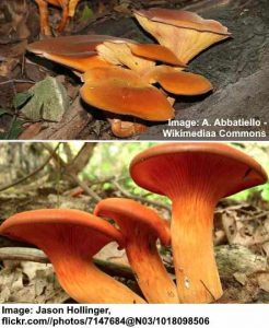 14 Types of Orange Mushrooms (with Pictures) : Identification Guide