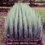 17 Columnar Trees for Small Gardens (with Pictures) - Identification Guide