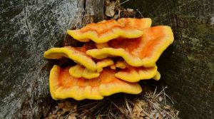 14 Types of Orange Mushrooms (with Pictures) : Identification Guide