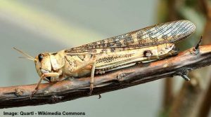 Grasshopper Look-Alikes: Katydids, Crickets, Locusts - Identification Guide