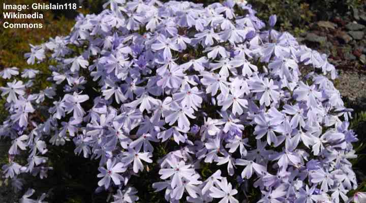19 Ground Cover Plants With Blue Flowers (With Pictures ...