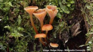 14 Types of Orange Mushrooms (with Pictures) : Identification Guide