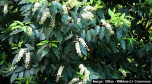 Texas Hedge Plants (With Pictures) – Identification Guide