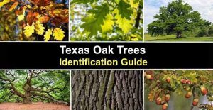 Types of Texas Oak Trees (With Pictures) - Identification Guide