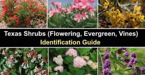 37 Texas Shrubs (Flowering, Evergreen, Vines) With Pictures ...