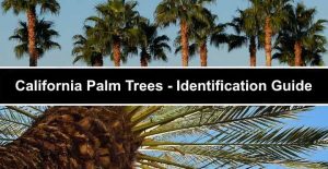 Types of California Palm Trees With Identification (Pictures & Names)