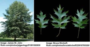 36 Oak Tree Leaves: Identification Guide (With Pictures)
