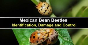 Mexican Bean Beetles: Identification, Damage and Control (With Pictures)