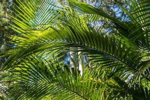 Types of Palm Fronds: Identification Guide With Pictures