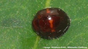 Brown Ladybugs (With Pictures) - Identification Guide