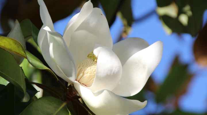 38 Magnolia Trees and Shrubs With Pictures: Identification Guide