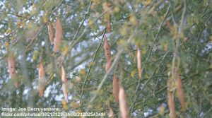 Trees With Long Seed Pods (With Pictures)