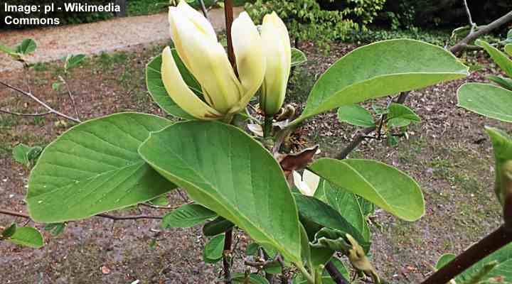 Florida Trees With Yellow Flowers - Identification Guide