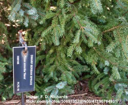 16 Small Evergreen Trees (With Pictures) - Identification Guide