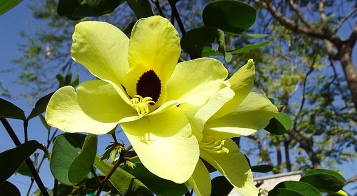 46 Yellow Flowering Trees (with Pictures): Identification Guide