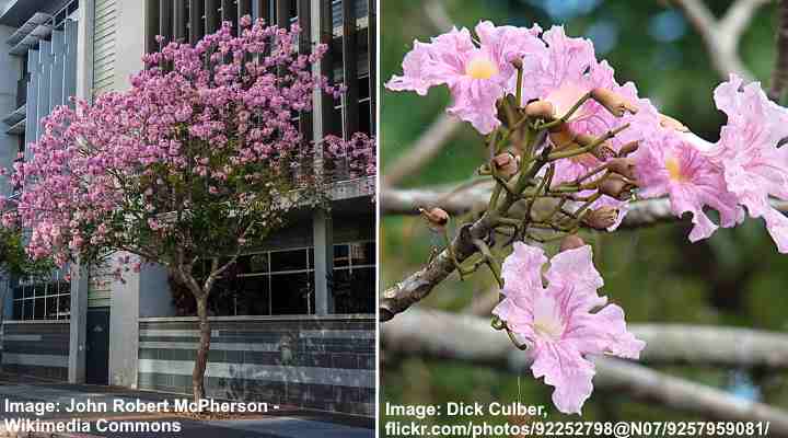 45 Pink Flowering Trees (With Pictures): Identification Guide