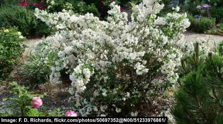 58 Low Growing Shrubs for Front of House Landscaping (With Pictures)