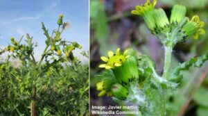 35 Yellow Flowering Weeds (With Pictures): Identification Guide