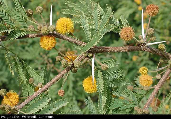 18 Types of Trees With Thorns (With Pictures): Identification Guide