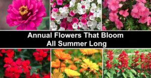 38 Annual Flowers That Bloom All Summer Long (With Pictures)
