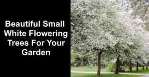 11 Small White Flowering Trees (With Pictures): Identification Guide
