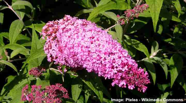 36 Pink Flowering Shrubs (with Pictures): Identification Guide