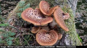 21 Mushrooms that Grow On Trees (with Pictures): Identification Guide