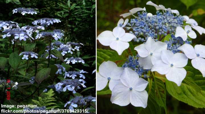 33 Blue Flowering Shrubs (with Pictures): Identification Guide