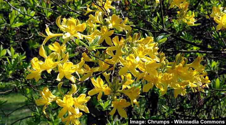 33 Yellow Flowering Shrubs (with Pictures): Identification Guide