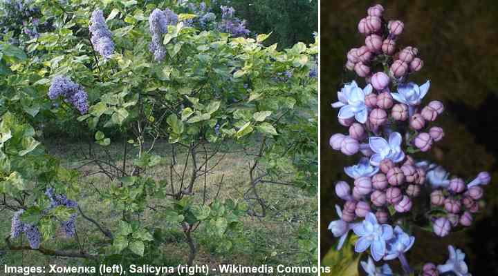 33 Blue Flowering Shrubs (with Pictures): Identification Guide